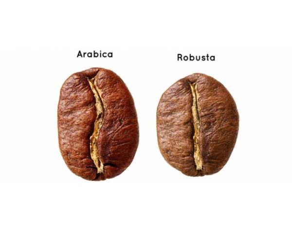 Cà phê Robusta và Arabica khác nhau như thế nào? Loại nào ngon hơn - Cà ...